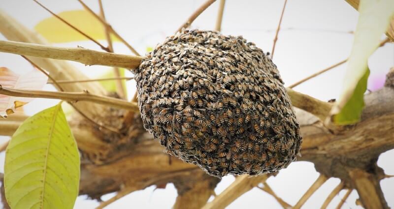 Bee Trapping & Hive Removal Services Company King County, WA